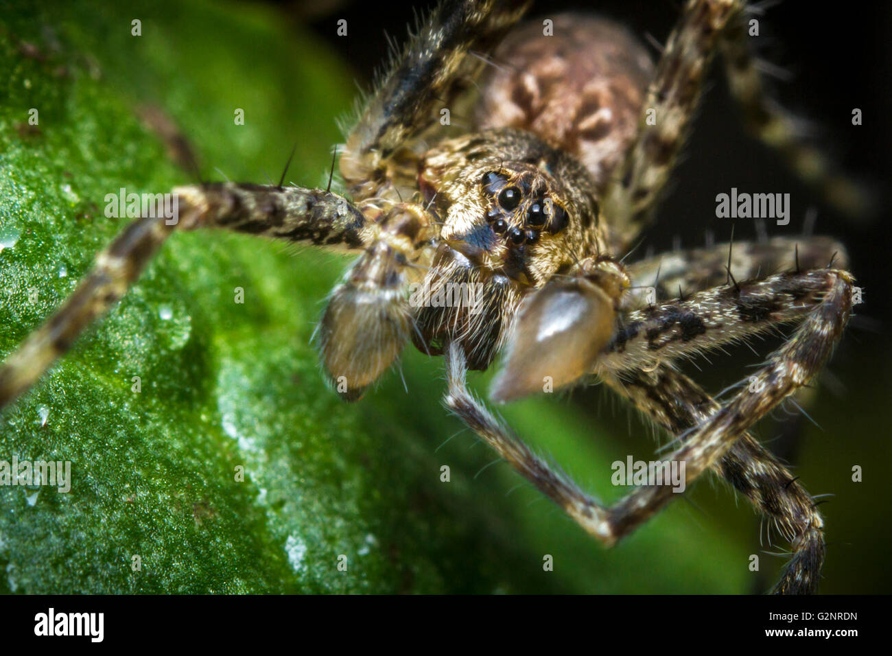Extreme close up macro shot of a wolf spider on a green leaf Stock ...