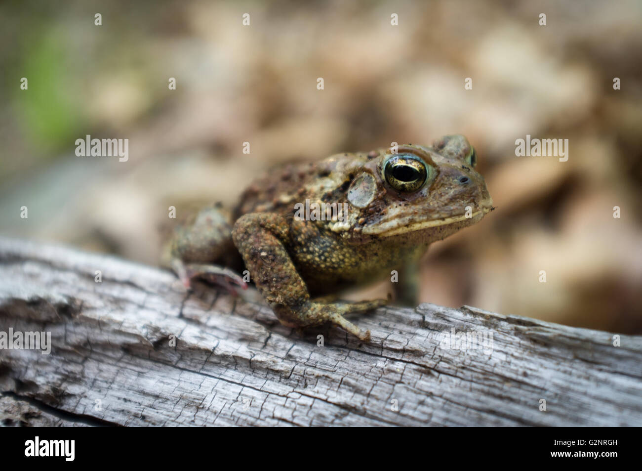 Macro grumpy Eastern American toad in natural habitat, selective focus ...
