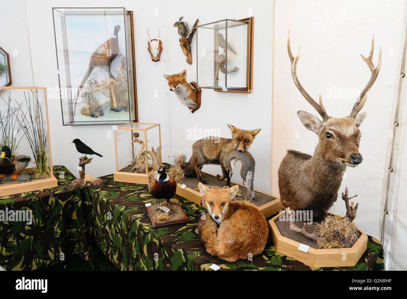 Selection of taxidermy stuffed animals and birds Stock Photo - Alamy