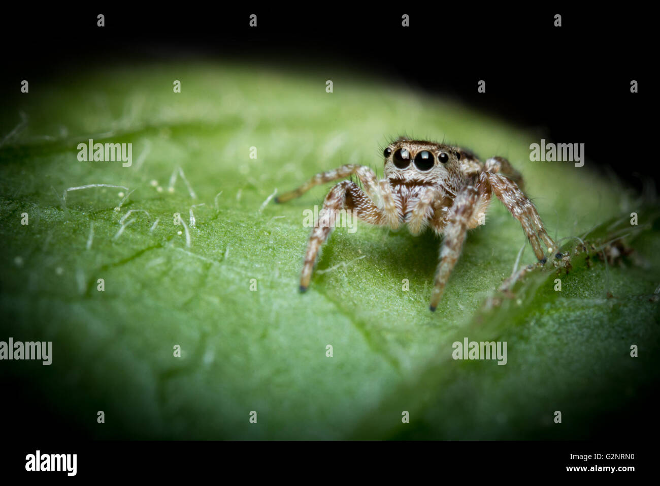 Super macro close up jumping spider on green leaf Stock Photo - Alamy