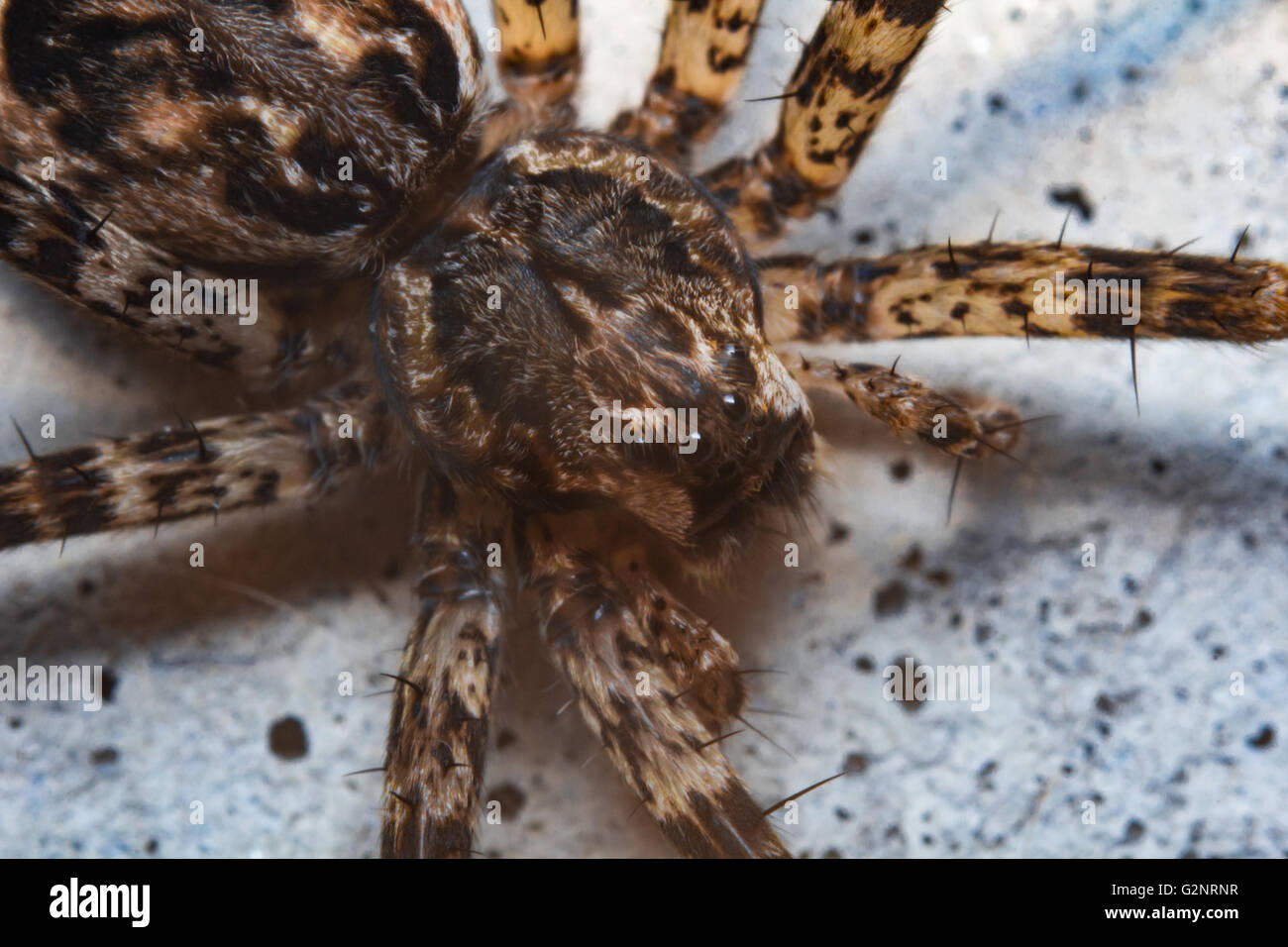 Extreme close up macro shot of a large wolf spider Stock Photo - Alamy