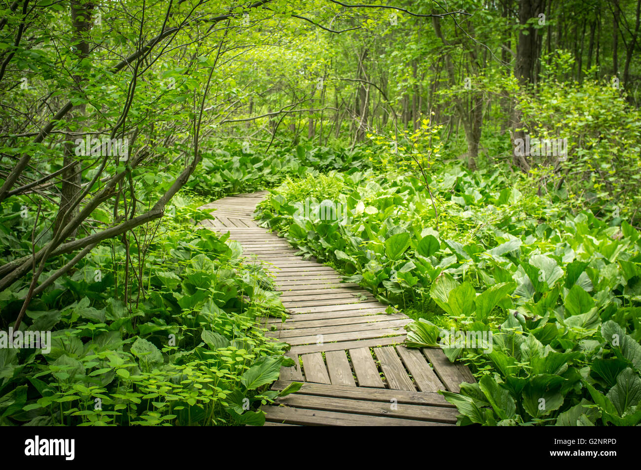 Summer wooden boardwalk path through forest wilderness Stock Photo - Alamy
