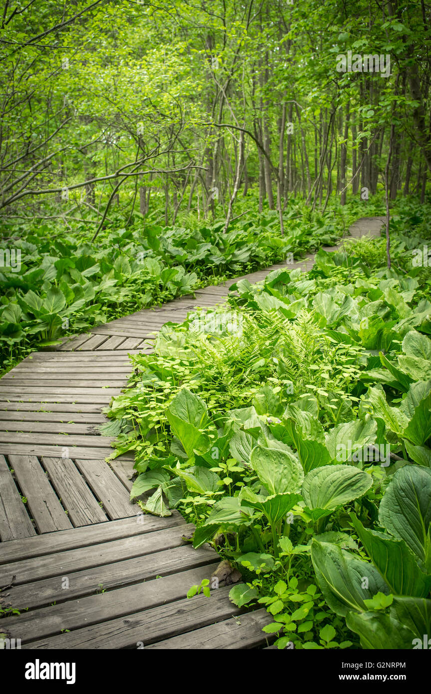 Summer wooden boardwalk path through forest wilderness Stock Photo - Alamy