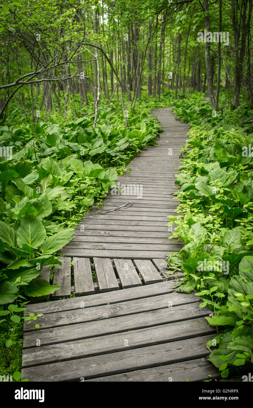 Summer wooden boardwalk path through forest wilderness Stock Photo - Alamy