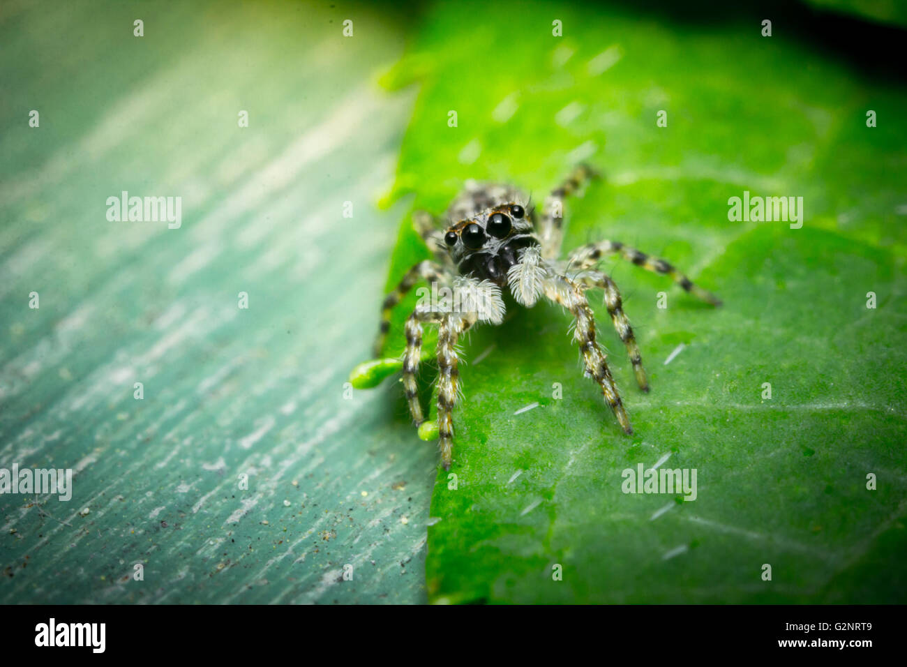 Super macro close up jumping spider on green leaf Stock Photo - Alamy