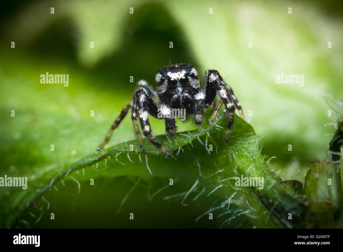 Zebra spider cute hi-res stock photography and images - Alamy