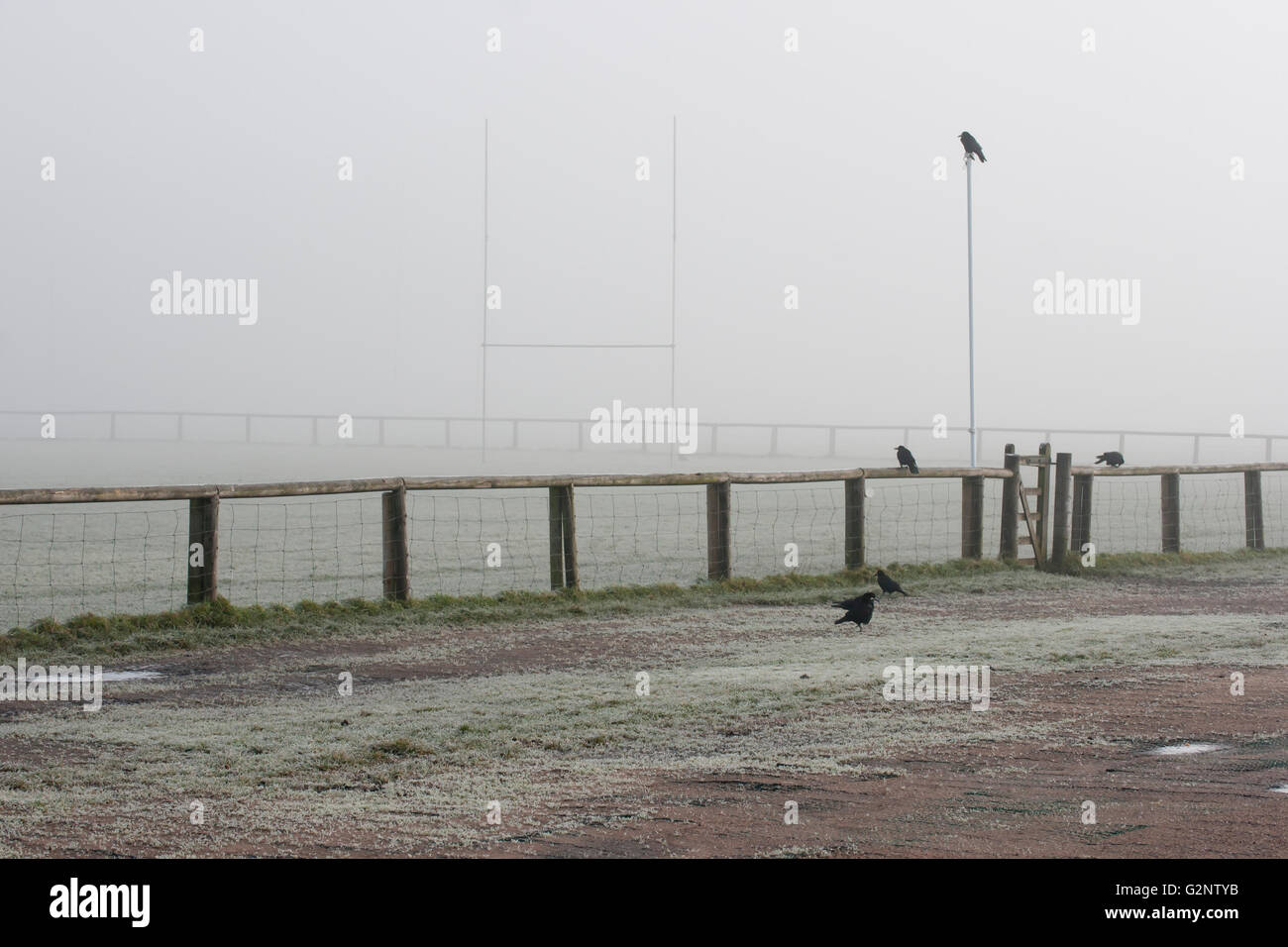 Crows and rooks hi-res stock photography and images - Alamy