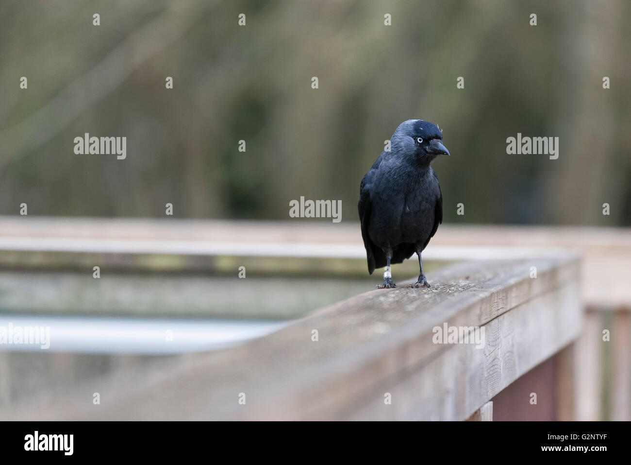 Corvid species hi-res stock photography and images - Alamy