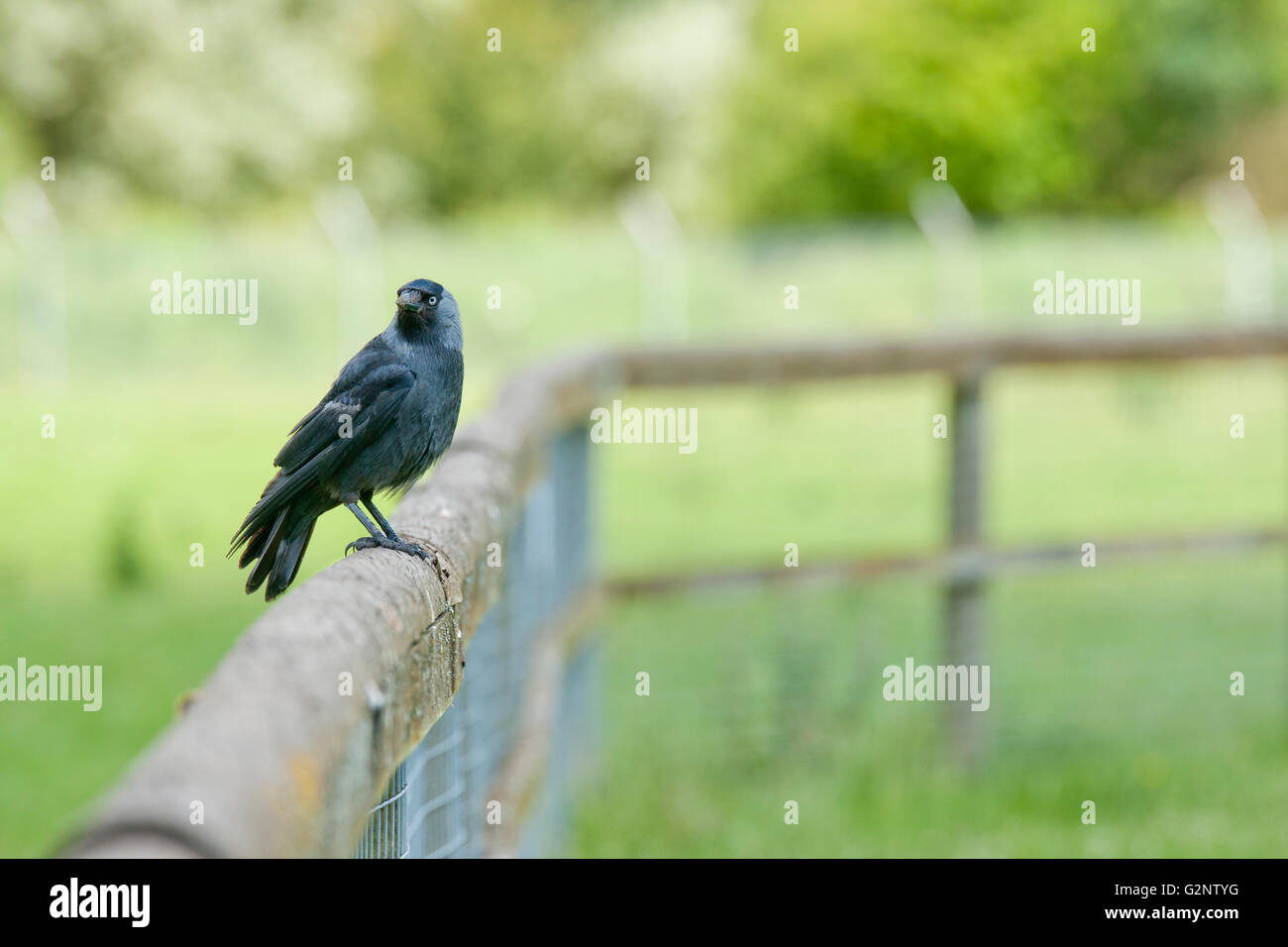 Jackdaw, a corvid related to the crow Stock Photo - Alamy