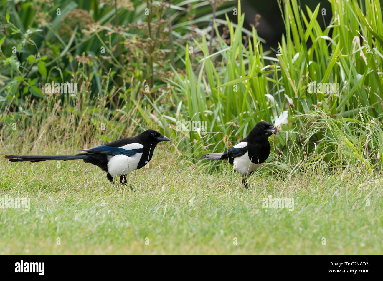 Magpie, part of the corvid (crow) family Stock Photo - Alamy