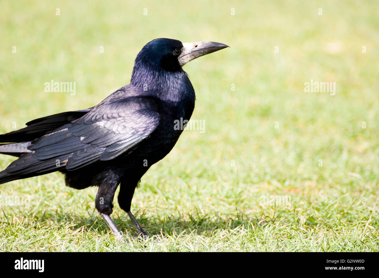 Rook portrait with the light showing off the colours on the feathers ...