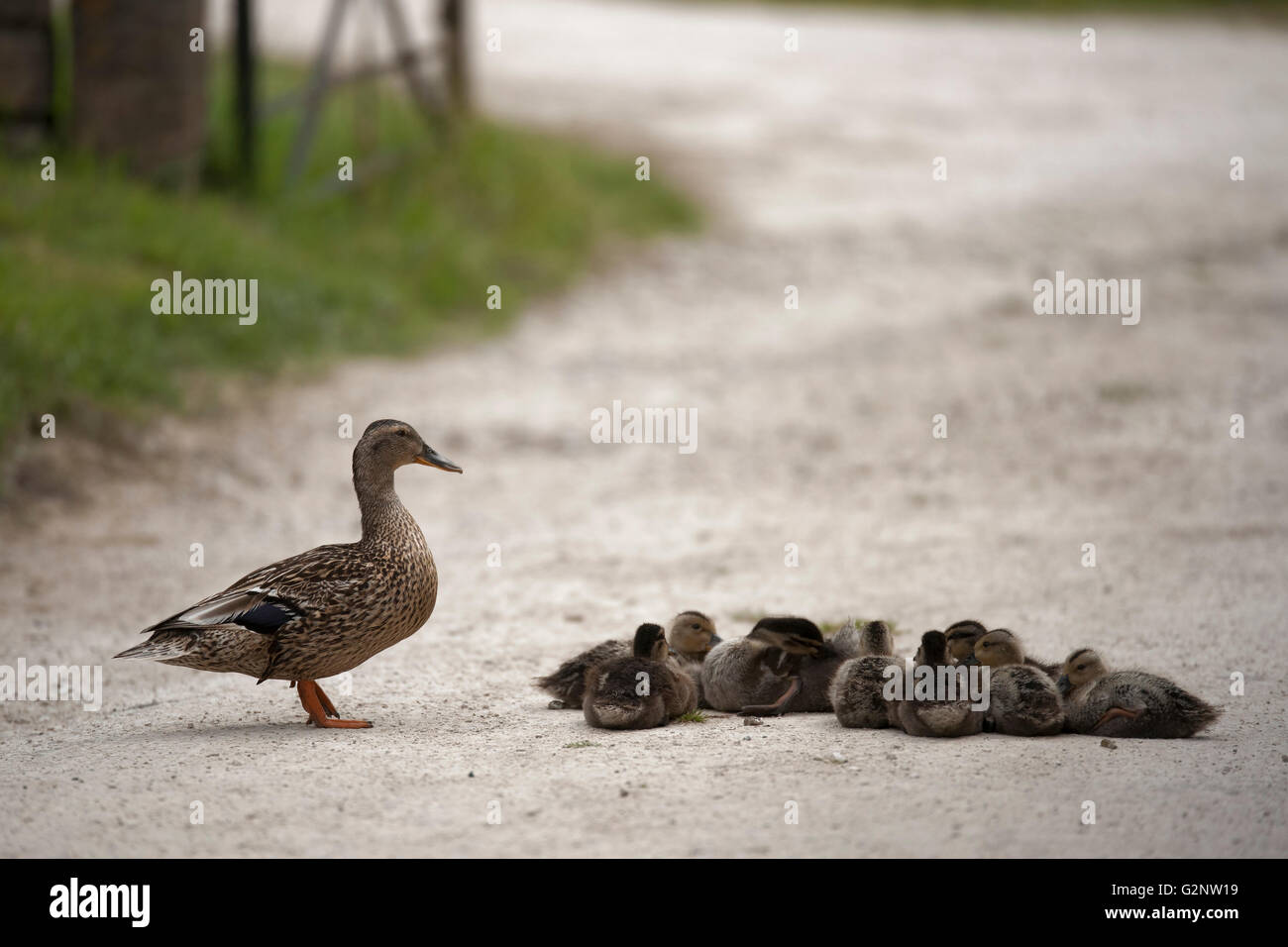 Mother duck with ducklings Stock Photo - Alamy