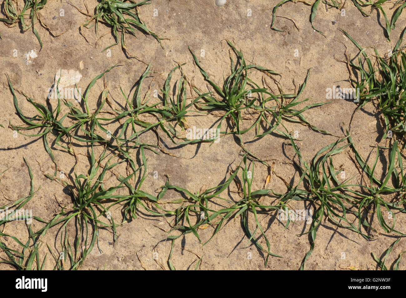 Poor growing wheat at Benacre, Suffolk, England, UK Stock Photo - Alamy