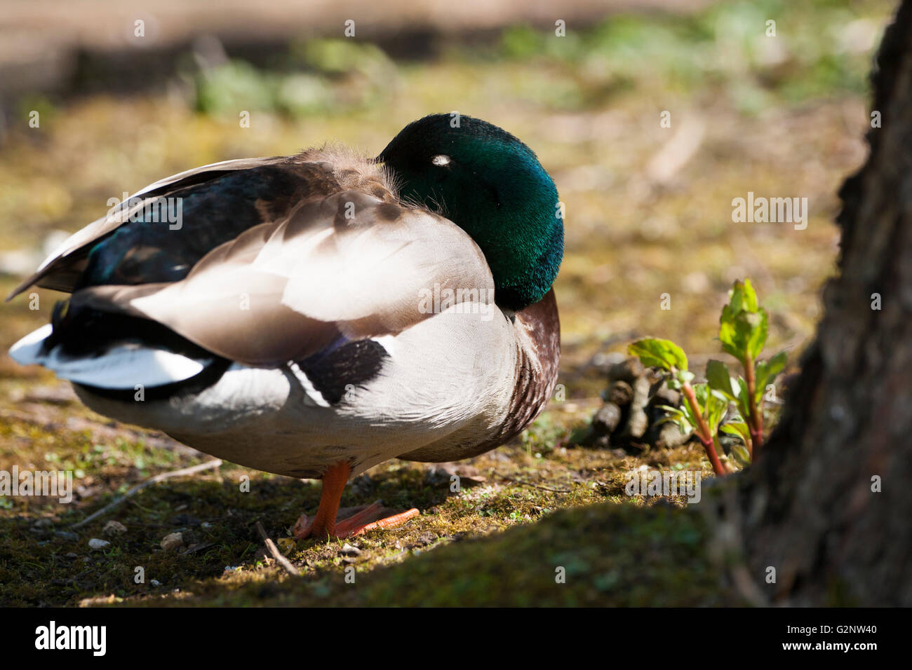 Mallard ducks a familiar sight in the UK Stock Photo - Alamy