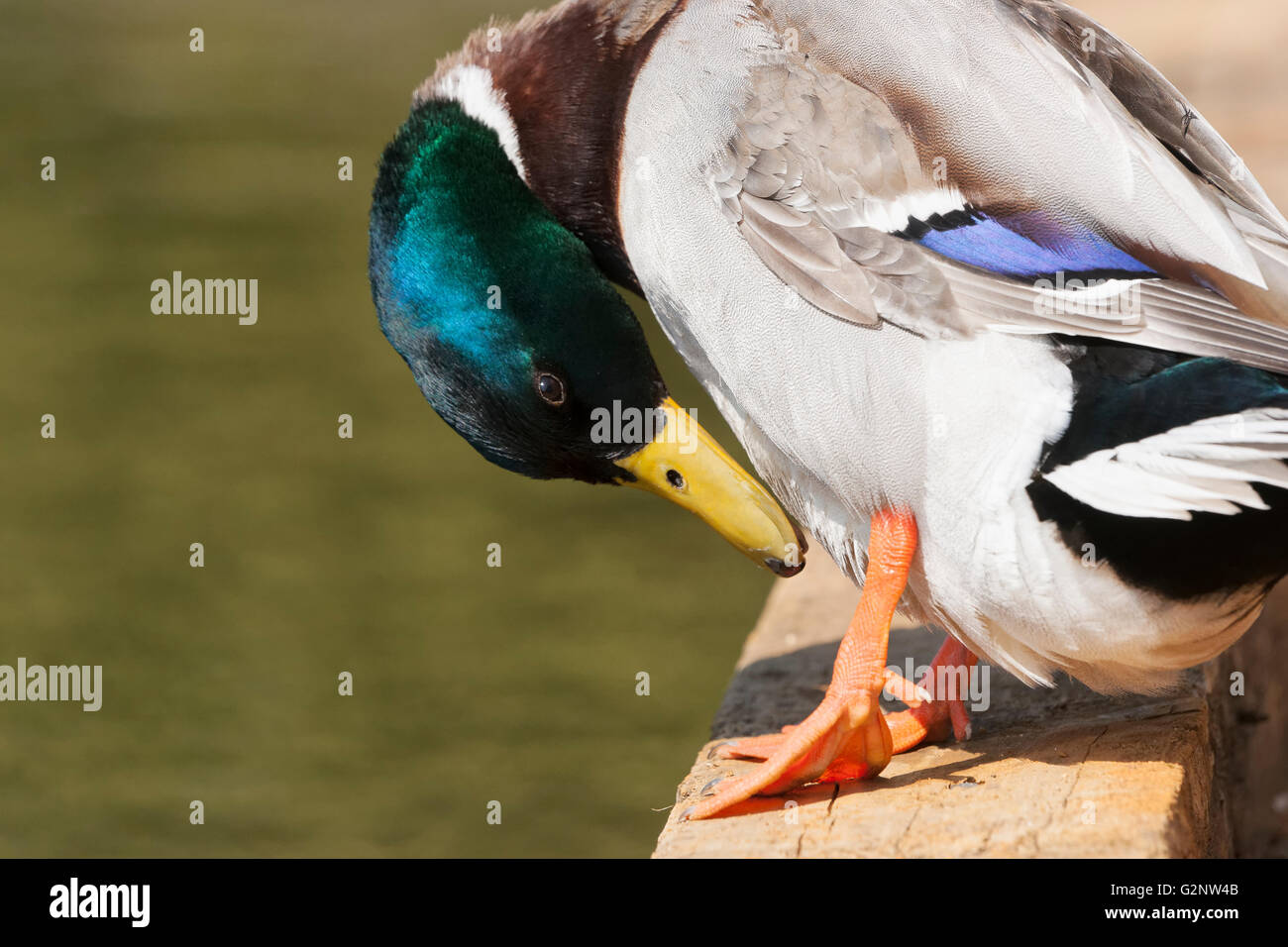 Mallard ducks - a familiar sight in the UK Stock Photo - Alamy