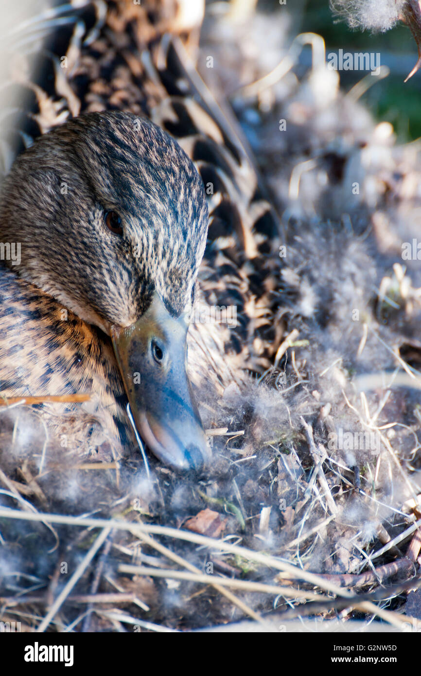 Mallard ducks a familiar sight in the UK Stock Photo - Alamy