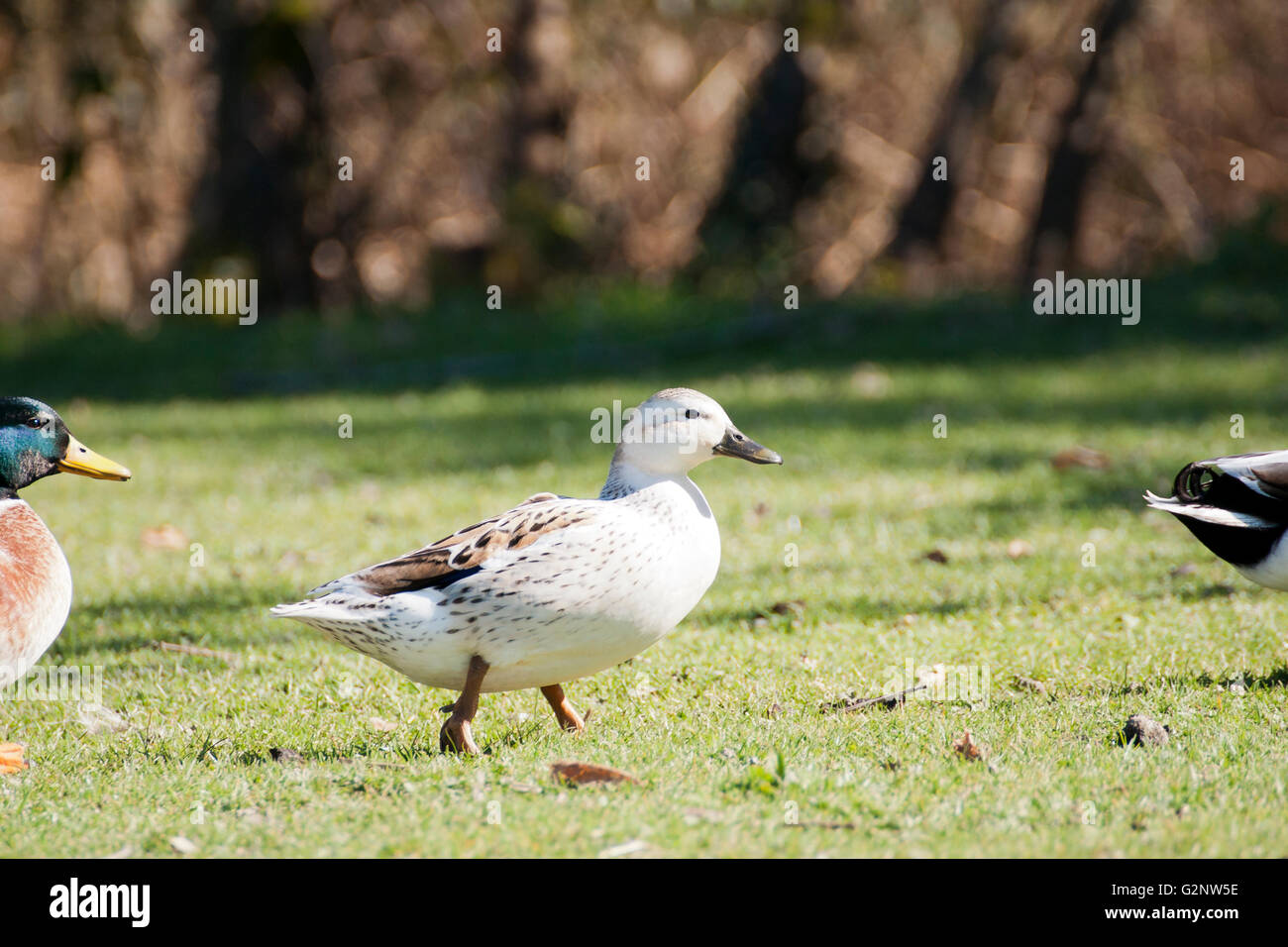 Mallard ducks a familiar sight in the UK Stock Photo - Alamy