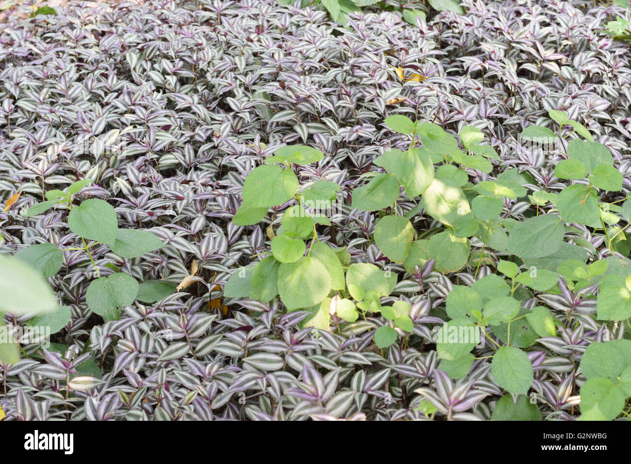 Greenery flowers hi-res stock photography and images - Alamy