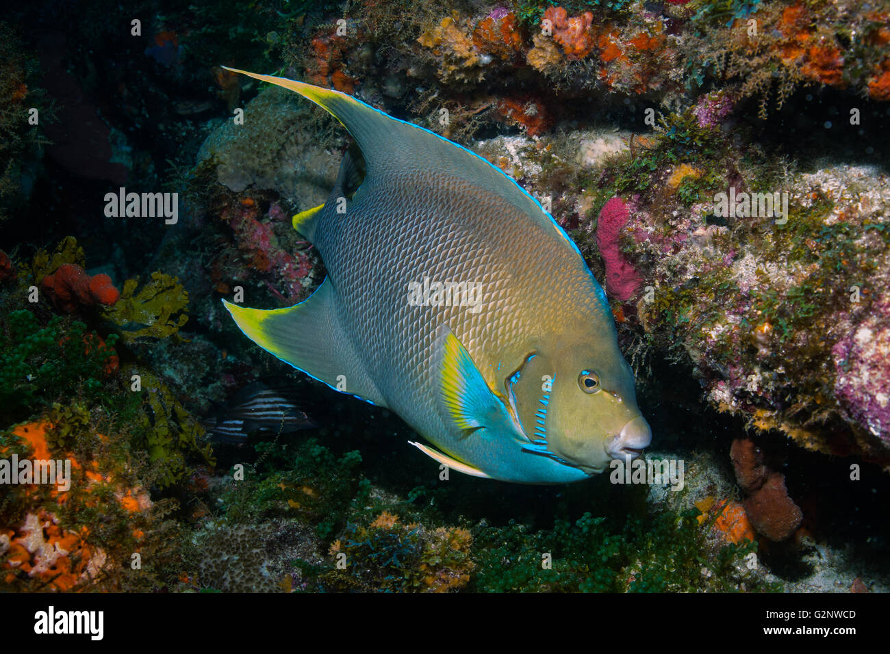 Bermuda fish hi-res stock photography and images - Alamy