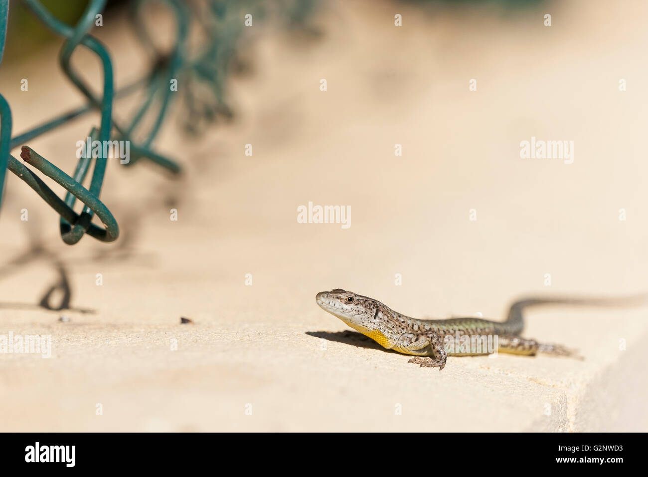 Jordan lizard hi-res stock photography and images - Alamy