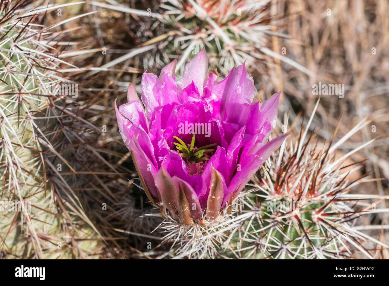 Mojave desert Prickly Pear Cactus flower in Southern Nevada Stock Photo ...