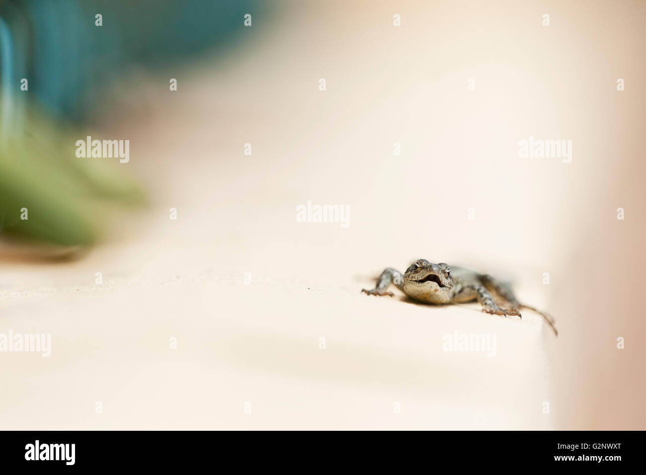 Jordan lizard hi-res stock photography and images - Alamy