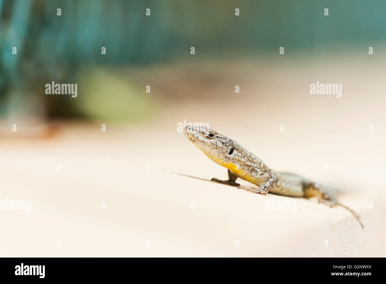 Jordan lizard hi-res stock photography and images - Alamy
