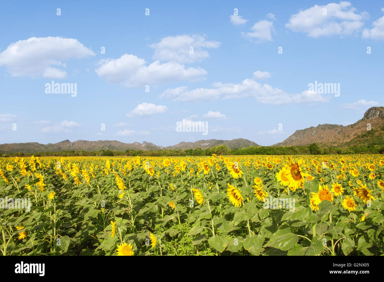 view of nice sunflower valley with mountain on the background during ...