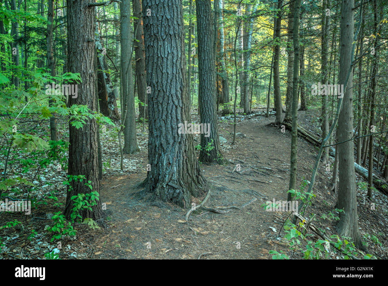 Hiking Trail in a Forest Stock Photo - Alamy
