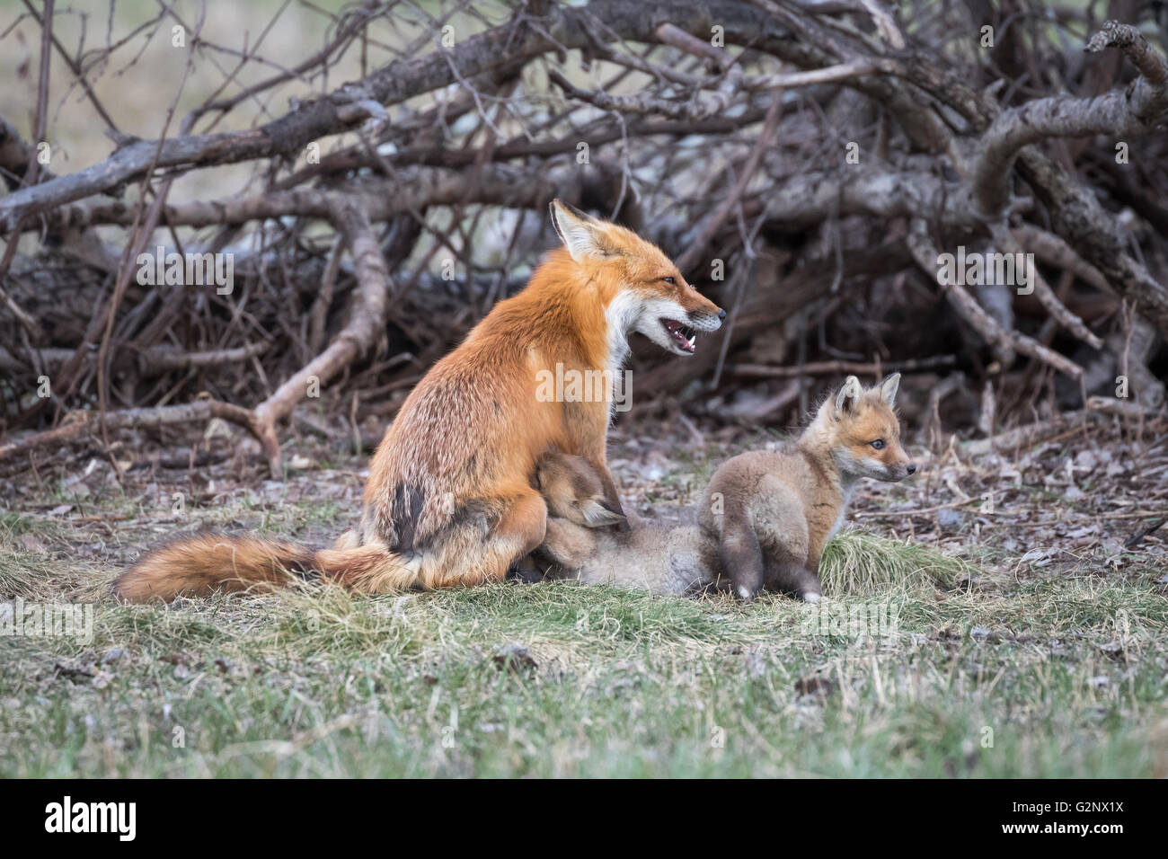 Vixen red fox cub hi-res stock photography and images - Alamy