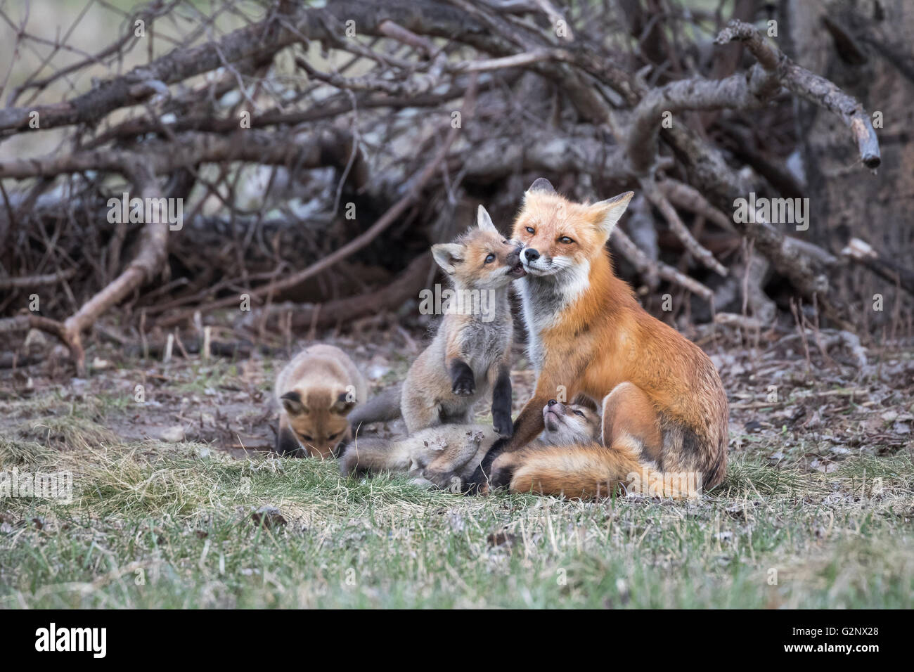 Red Fox Kit Kissing Its Mother While Another Kit Watches Stock Photo ...