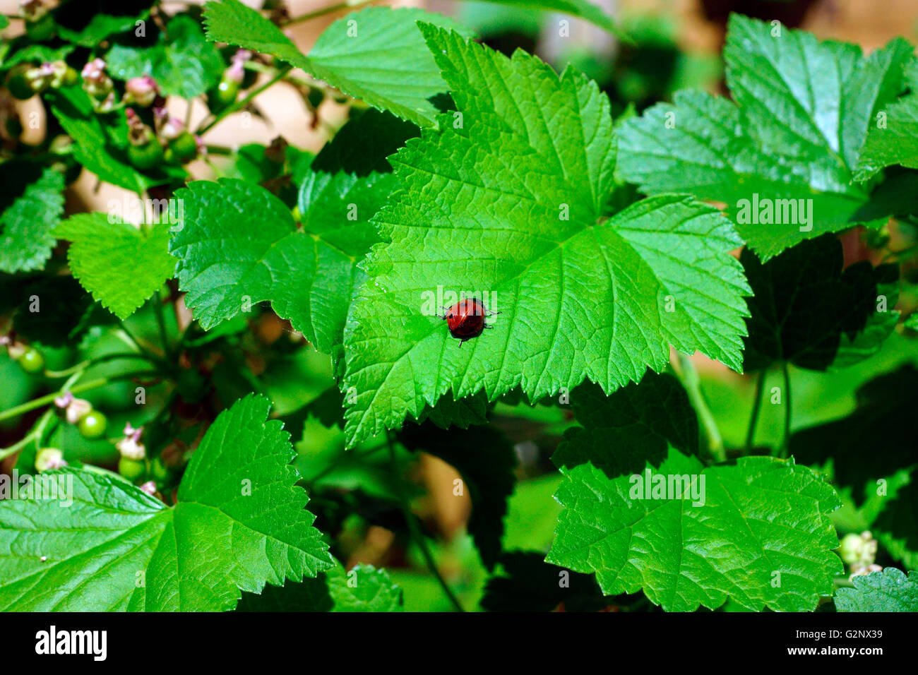 Currant red lake hi-res stock photography and images - Alamy