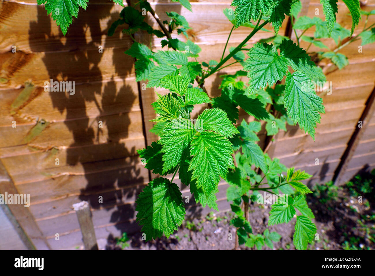 Rose bush with root rot hi-res stock photography and images - Alamy