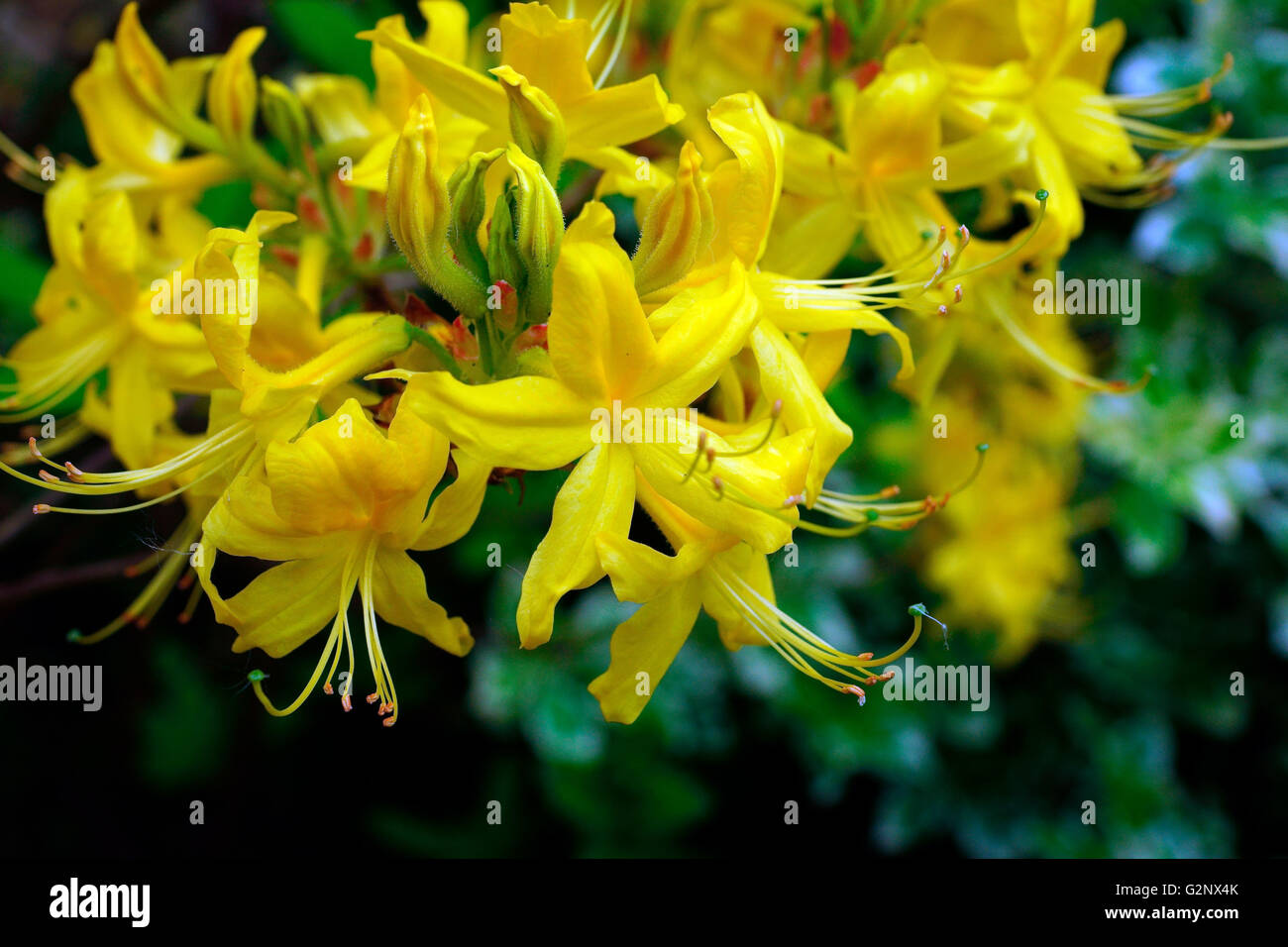 Honeysuckle Azalea High Resolution Stock Photography and Images - Alamy