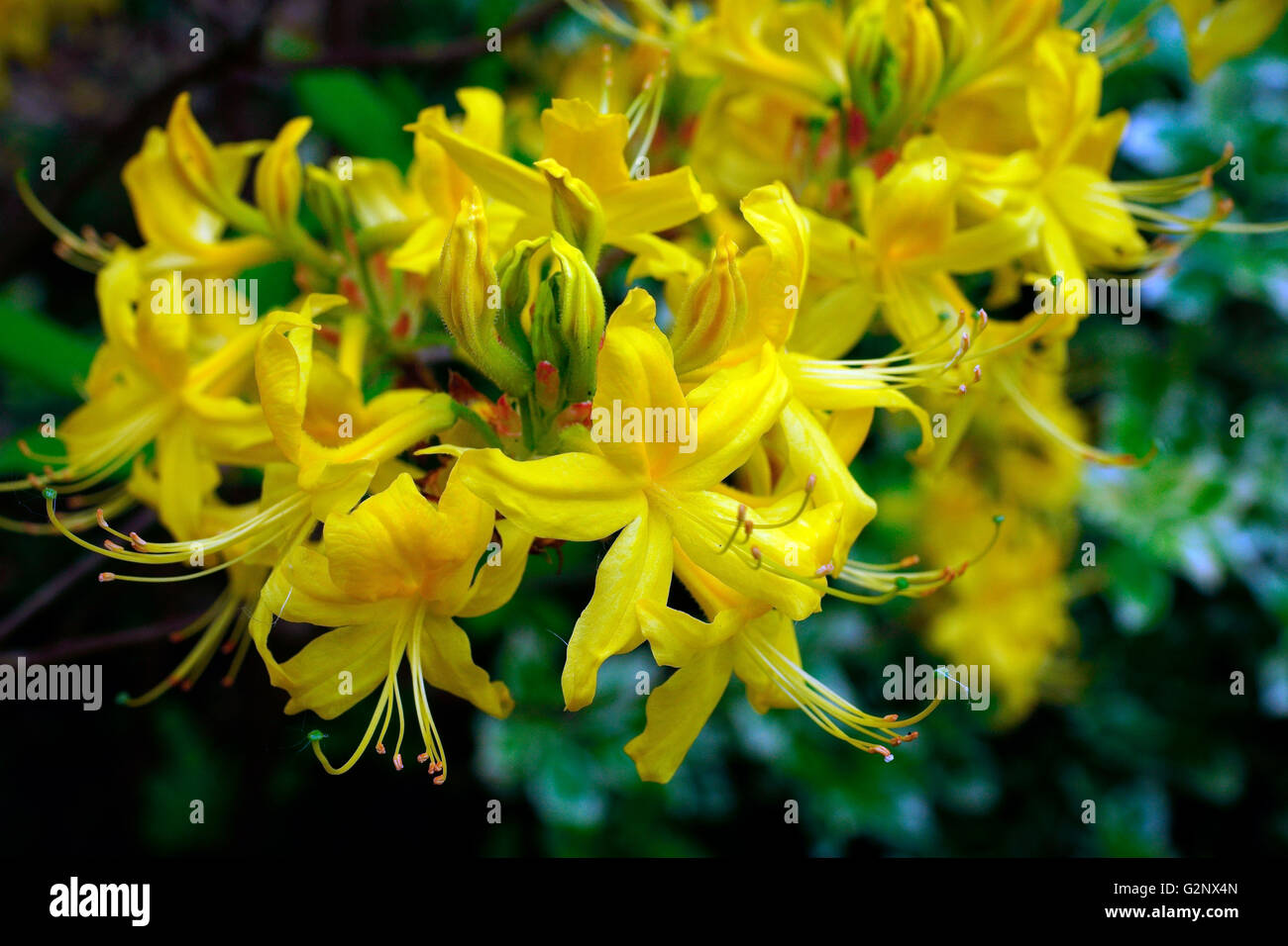 Yellow wild azalea hi-res stock photography and images - Alamy