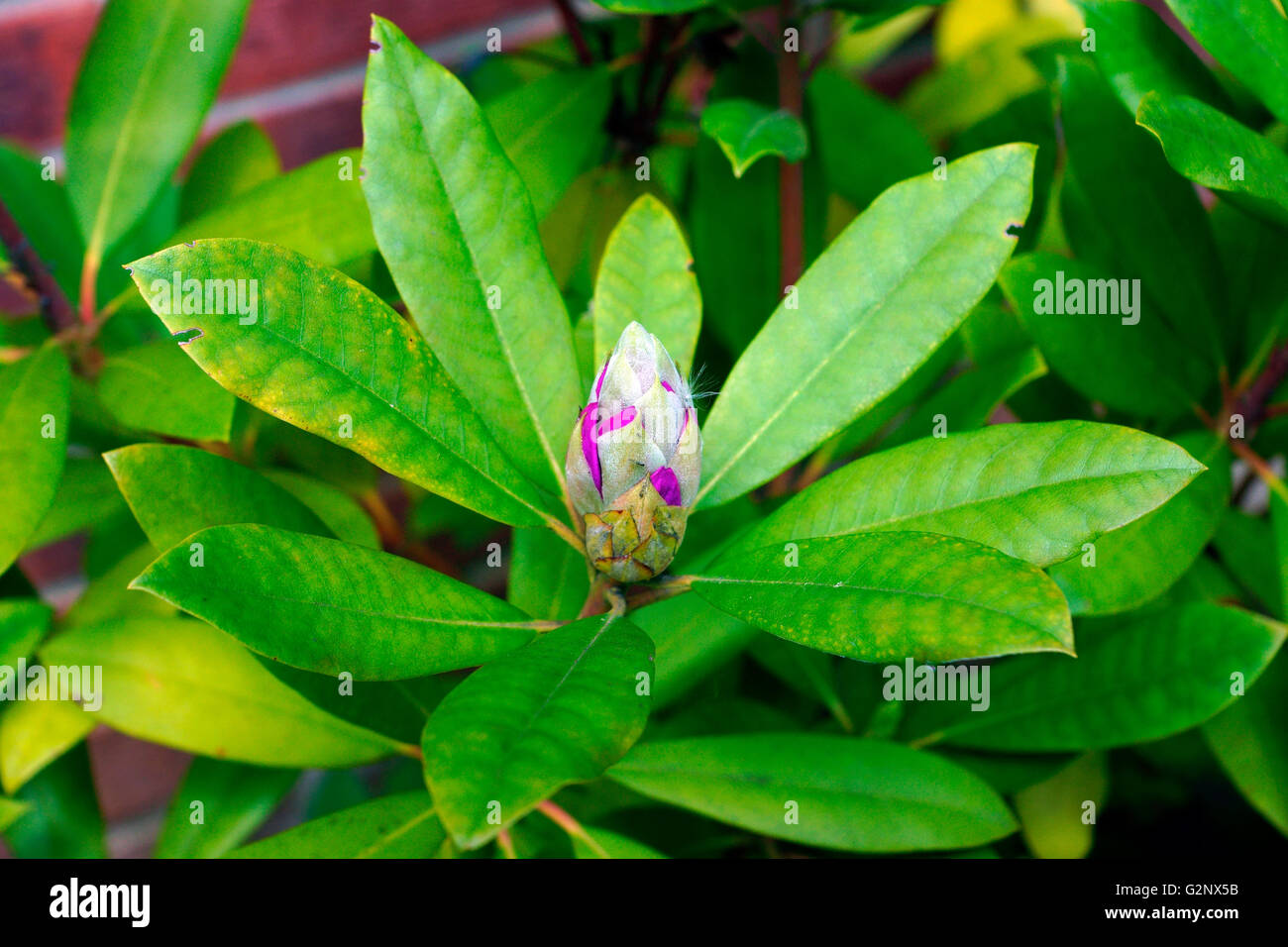 Yellow dwarf azalea hi-res stock photography and images - Alamy