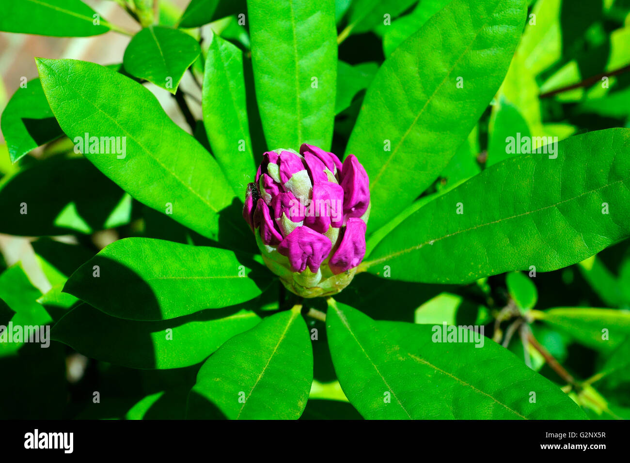 Yellow dwarf azalea hi-res stock photography and images - Alamy