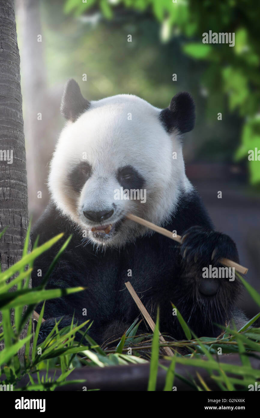 portrait of nice panda bear eating in summer environment Stock Photo ...