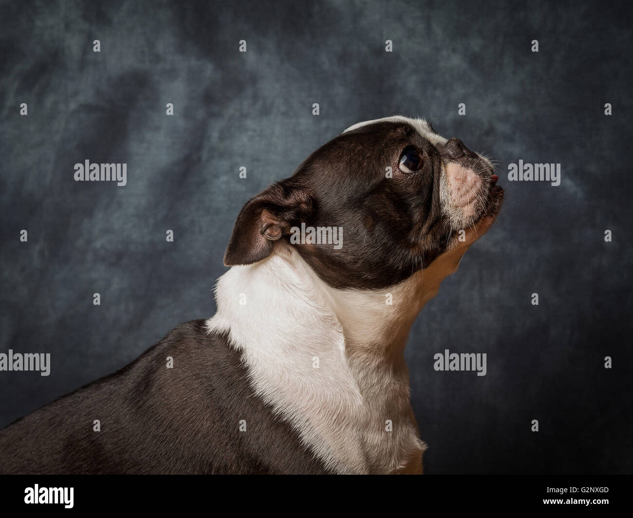 Canine companion hi-res stock photography and images - Alamy