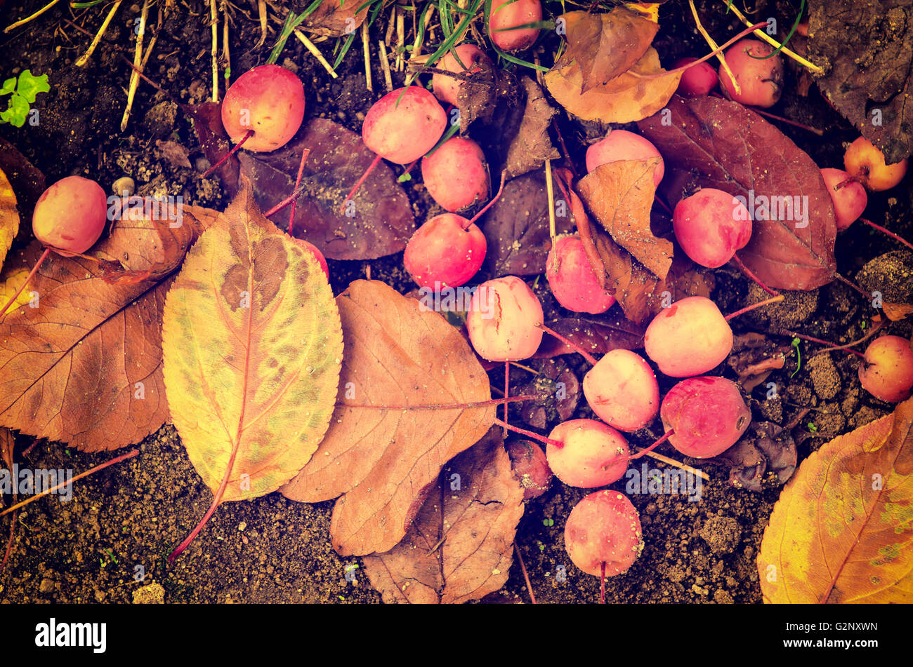 Grunge autumn background Stock Photo - Alamy