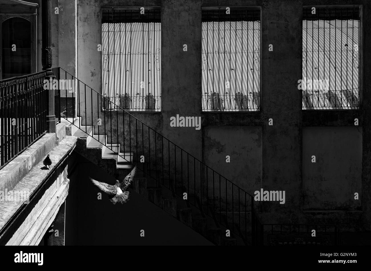 Bird flying around an old house Stock Photo - Alamy