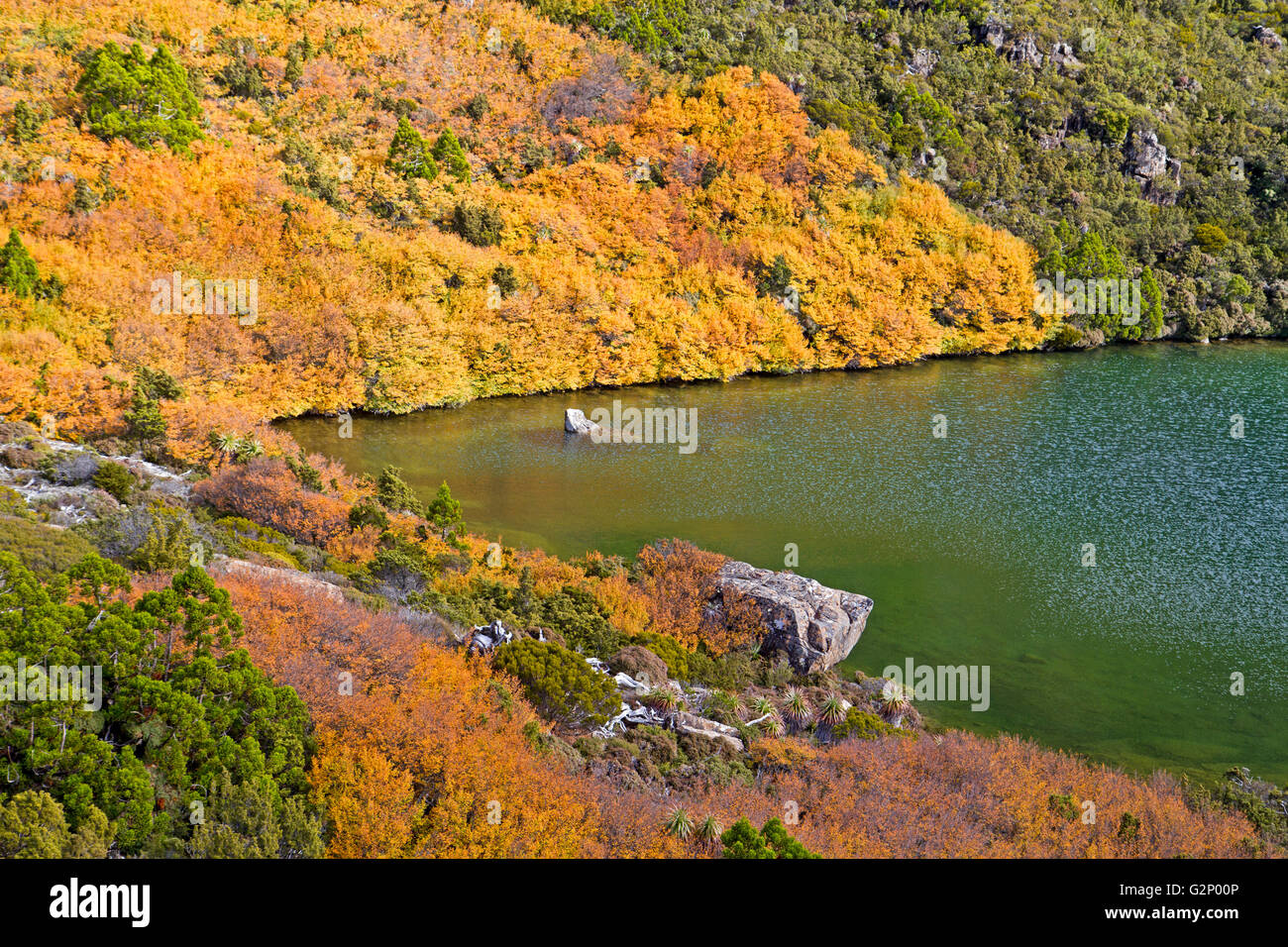 Deciduous fagus (Nothofagus gunnii) on the Tarn Shelf in Mt Field ...