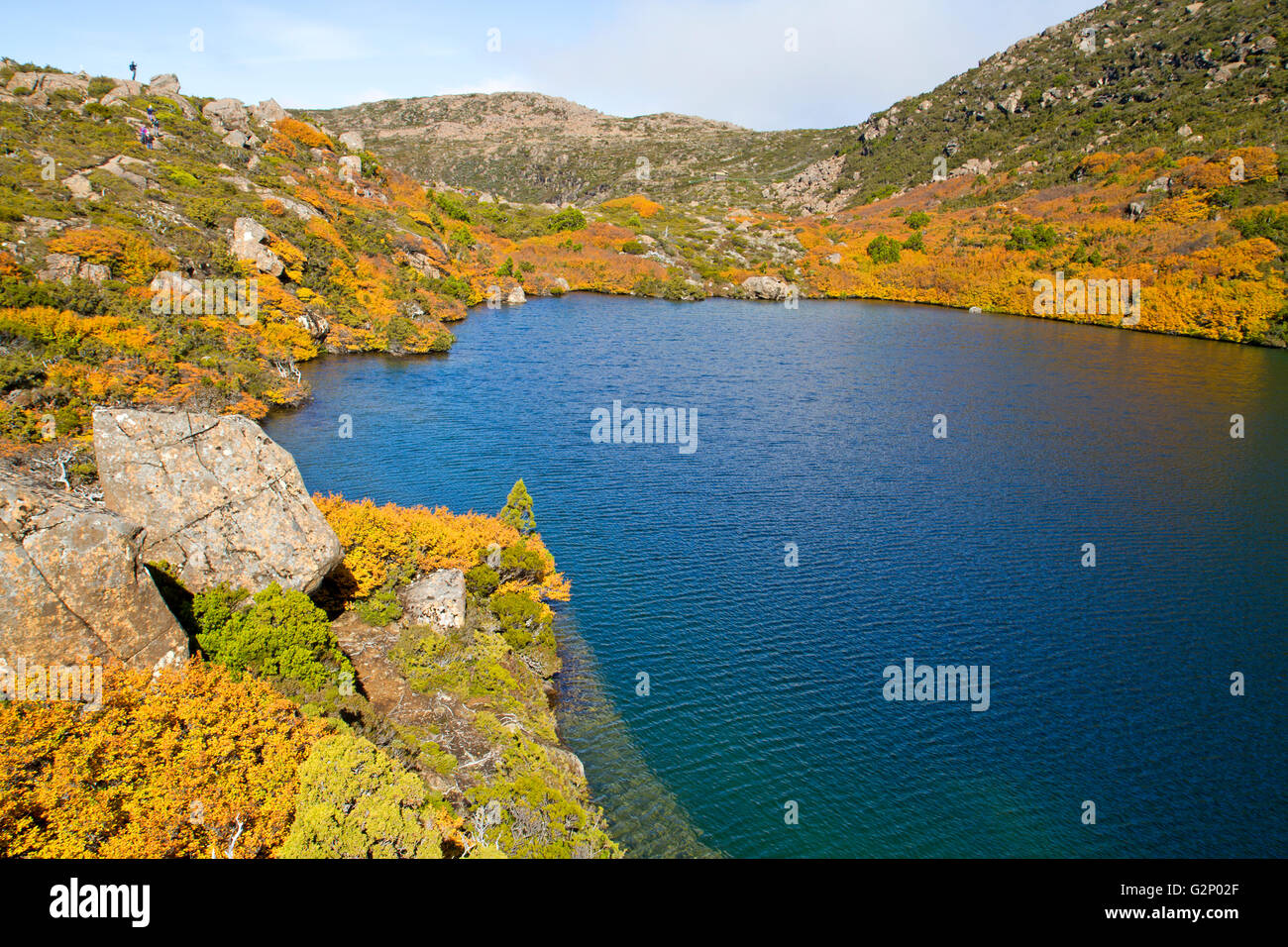 Deciduous fagus (Nothofagus gunnii) on the Tarn Shelf in Mt Field ...