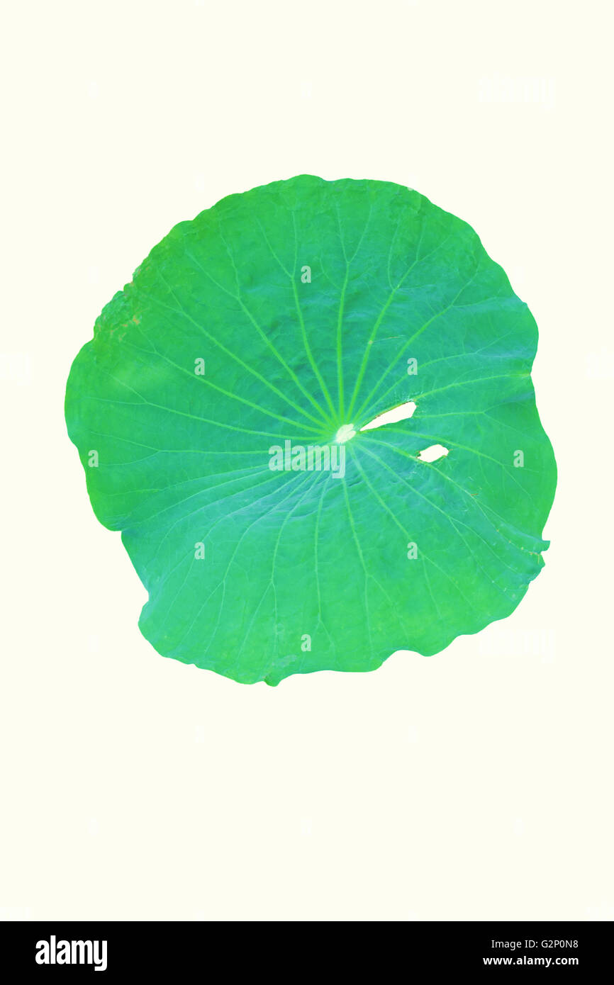 Giant white lotus flower nelumbo hi-res stock photography and images ...