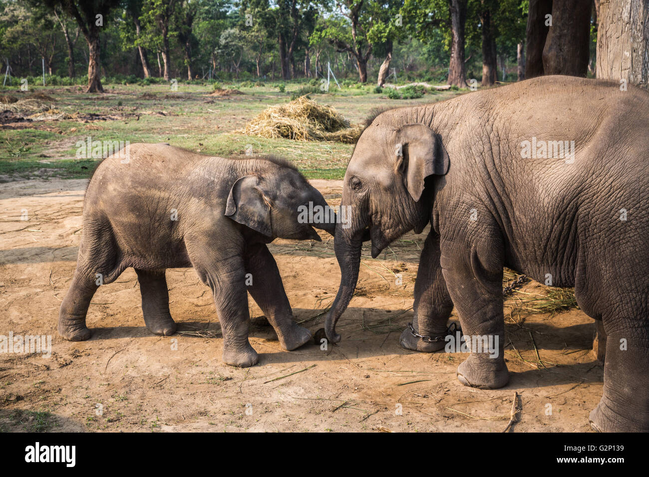 Indigenous nepal national park hi-res stock photography and images - Alamy