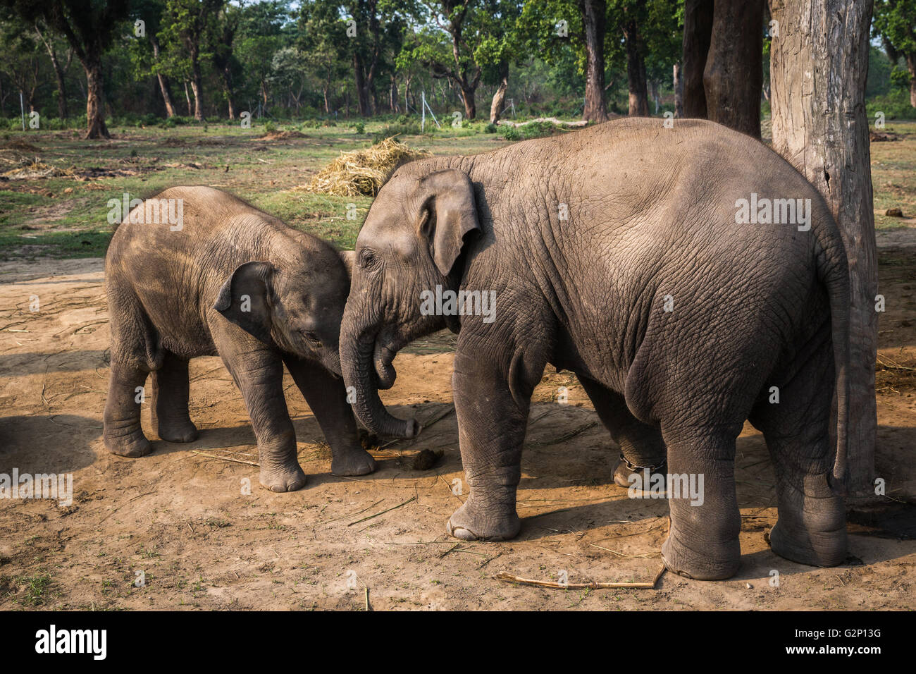 Elephants in the Chitwan national park Stock Photo - Alamy