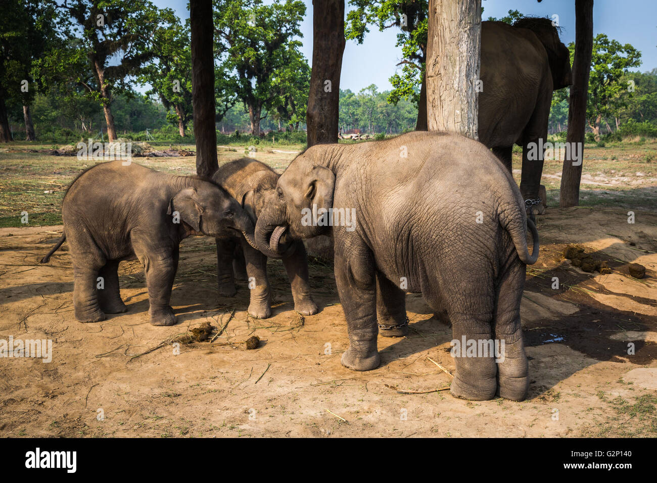 Elephants in the Chitwan national park Stock Photo - Alamy