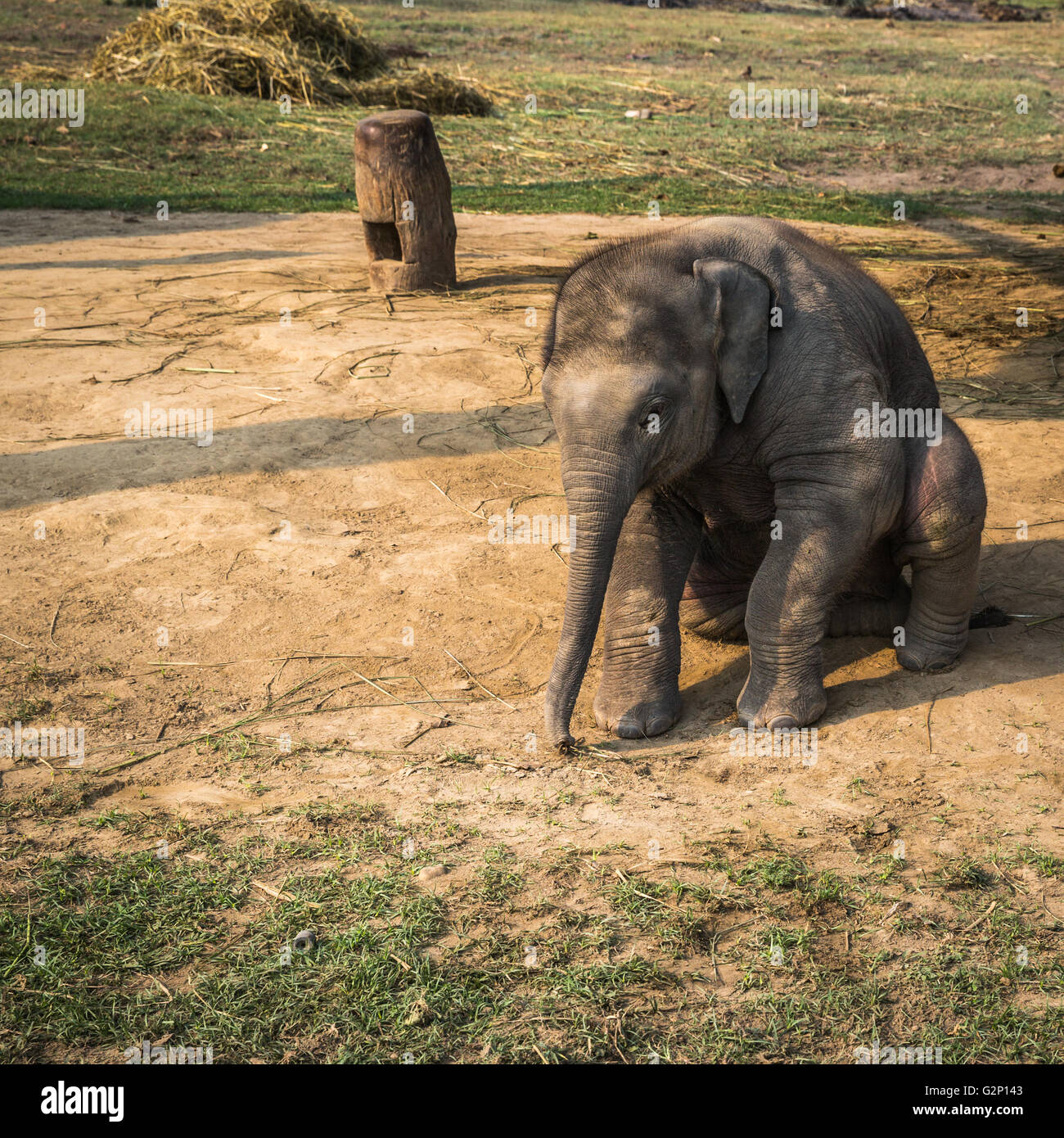 Indigenous nepal national park hi-res stock photography and images - Alamy