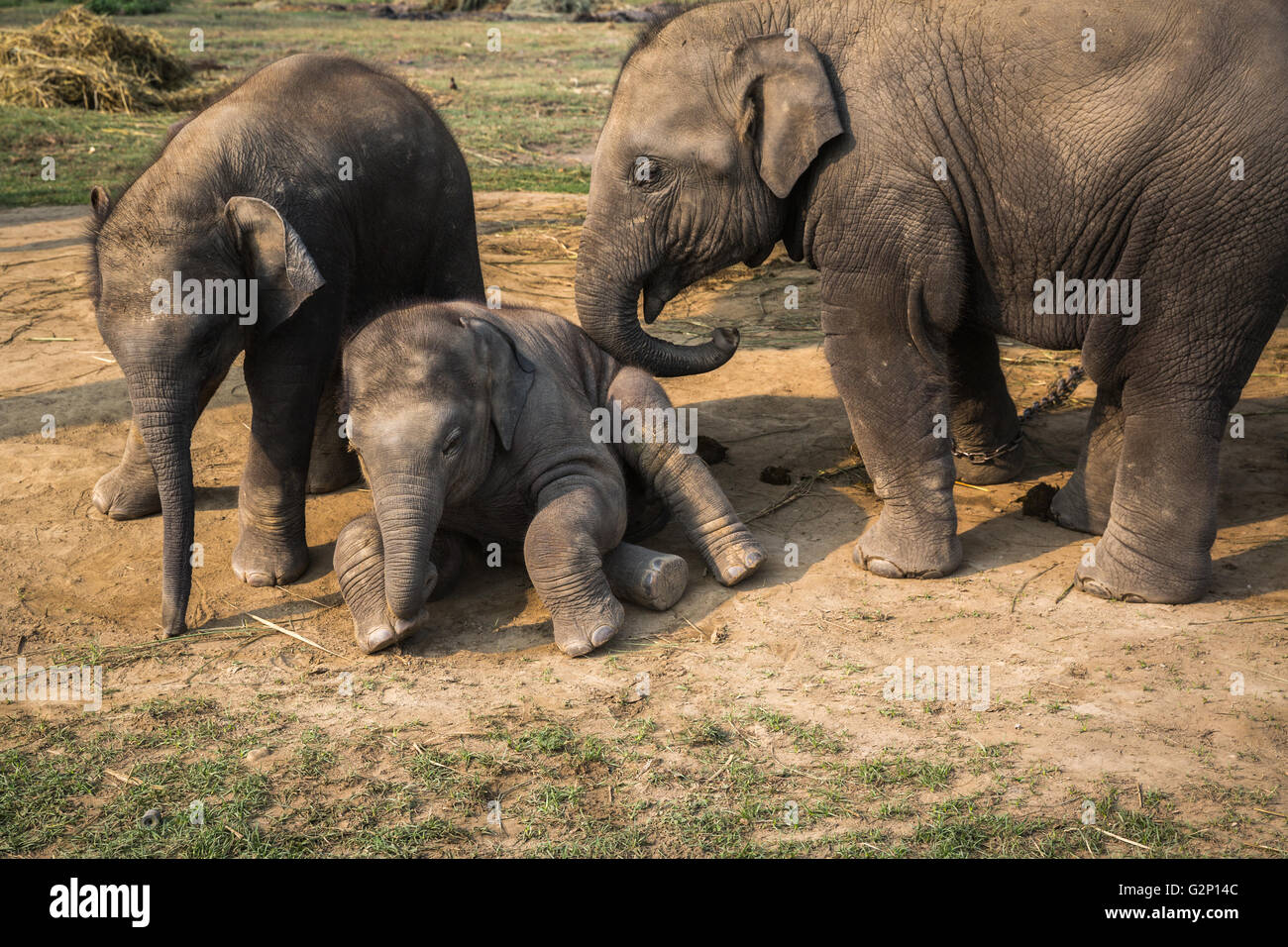 Elephants in the Chitwan national park Stock Photo - Alamy