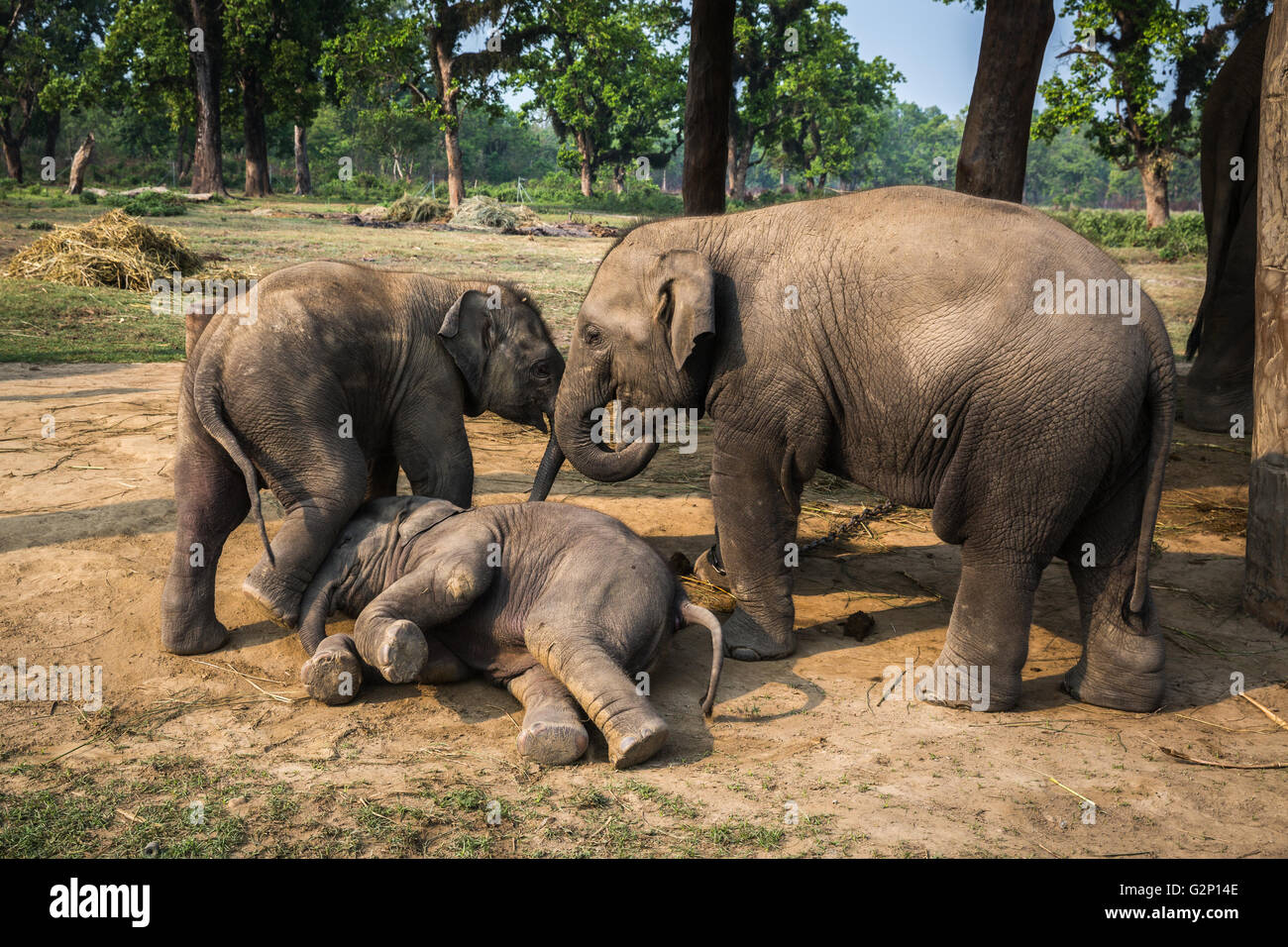 Indigenous nepal national park hi-res stock photography and images - Alamy